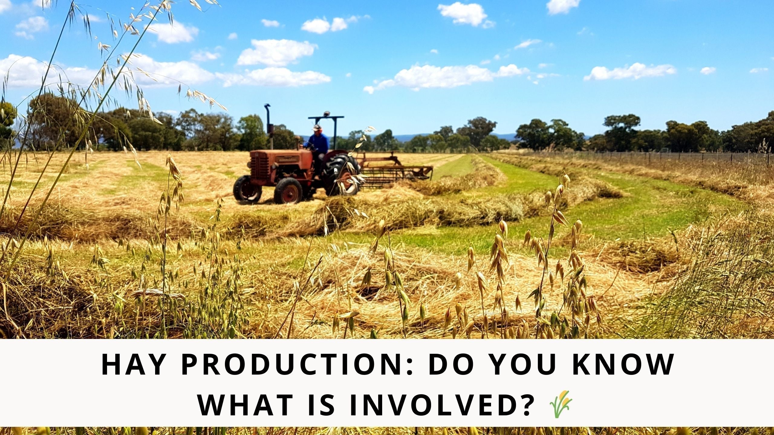 Hay Production: Do you know what is involved? – GutzBusta® Slow Feed ...