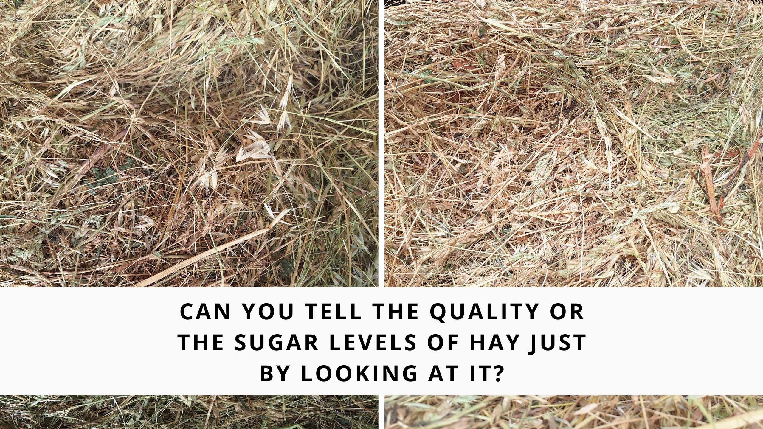 Can you tell the quality or the sugar levels of hay just by looking at ...