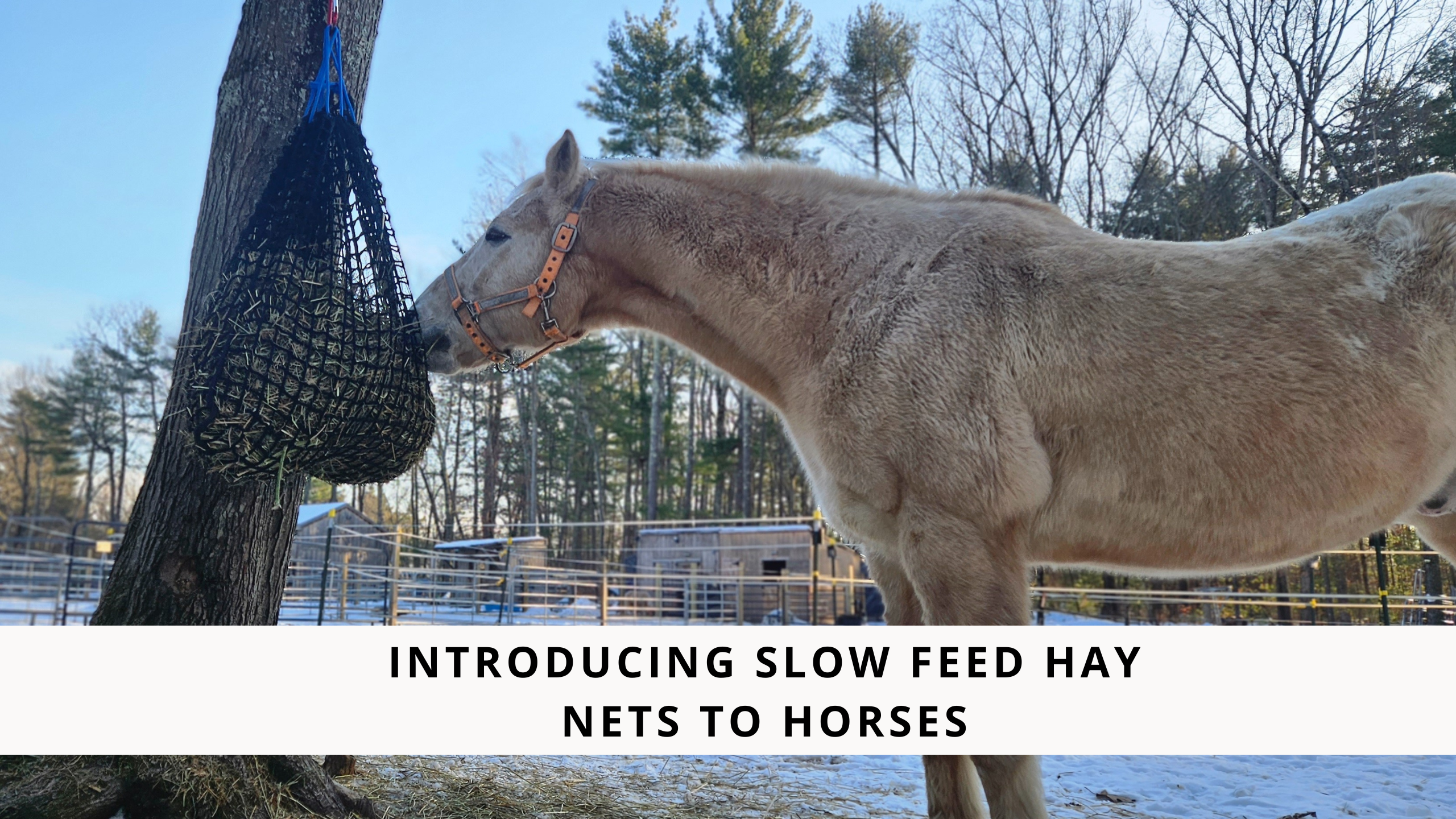Introducing Slow Feed Hay Nets to Horses – GutzBusta® Slow Feed Hay Nets