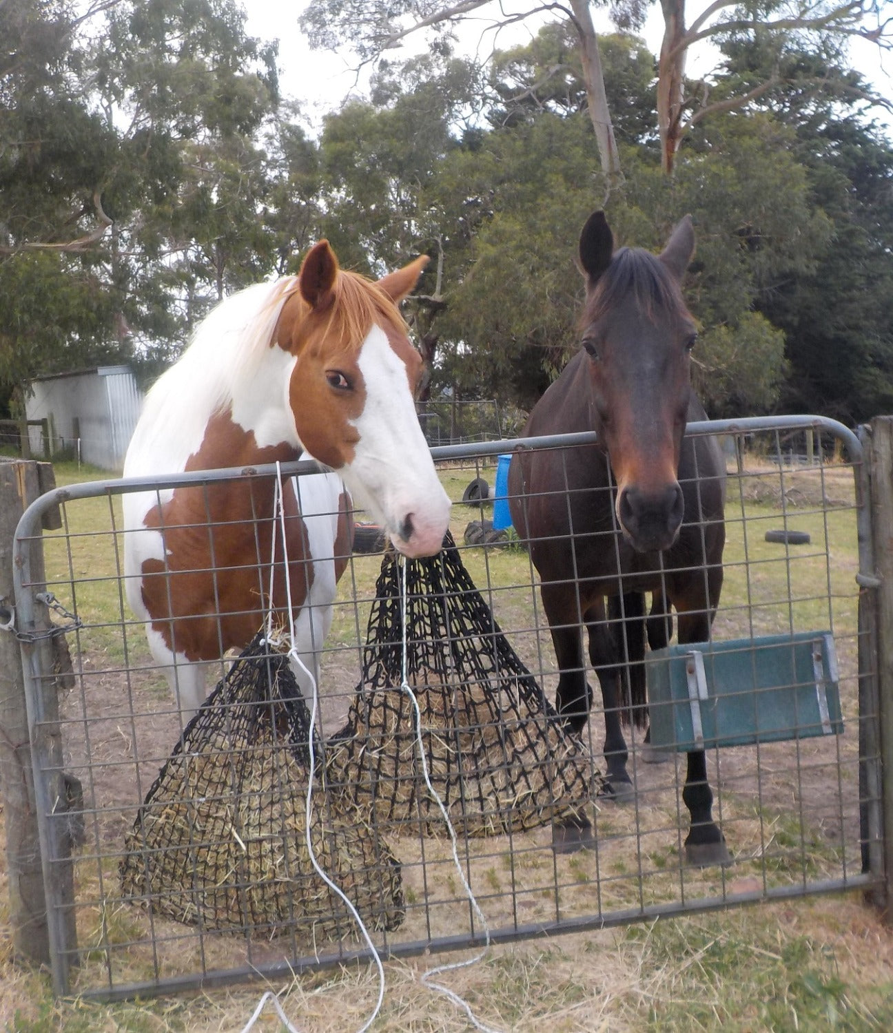 Slow Feed Hay Nets – Tagged "4-6 Biscuits" – GutzBusta® Slow Feed Hay Nets