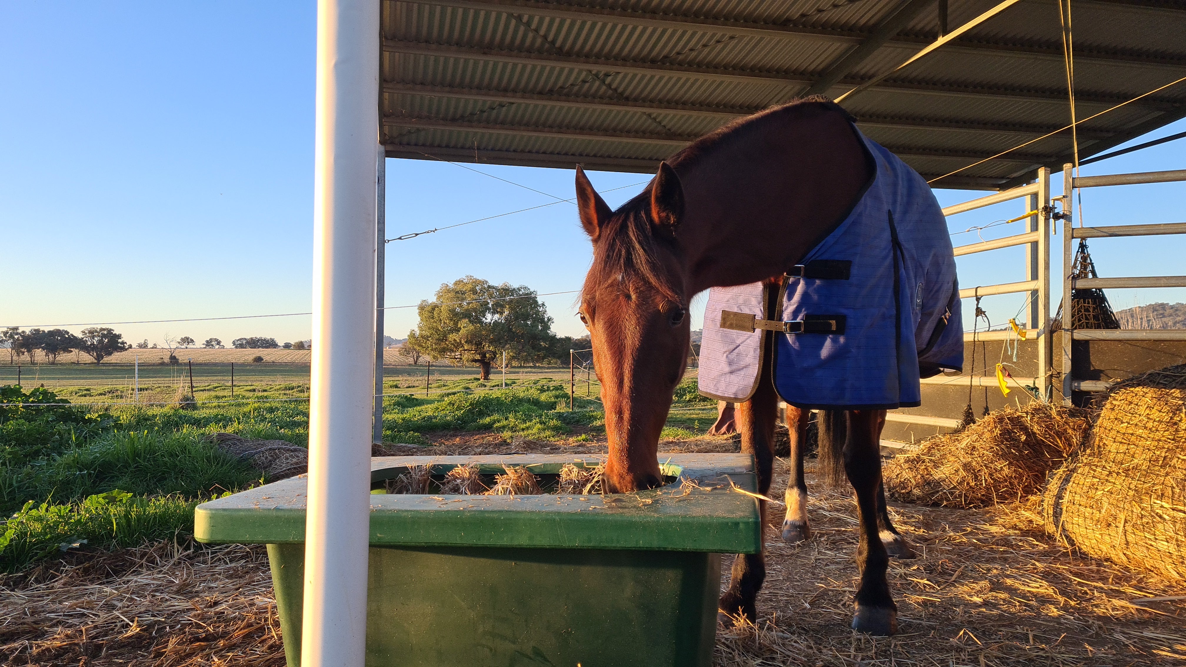 Parallax Slow Feeders – GutzBusta® Slow Feed Hay Nets