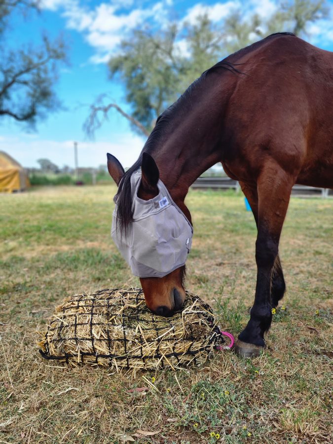 Crusader Fly Masks - Standard – GutzBusta® Slow Feed Hay Nets