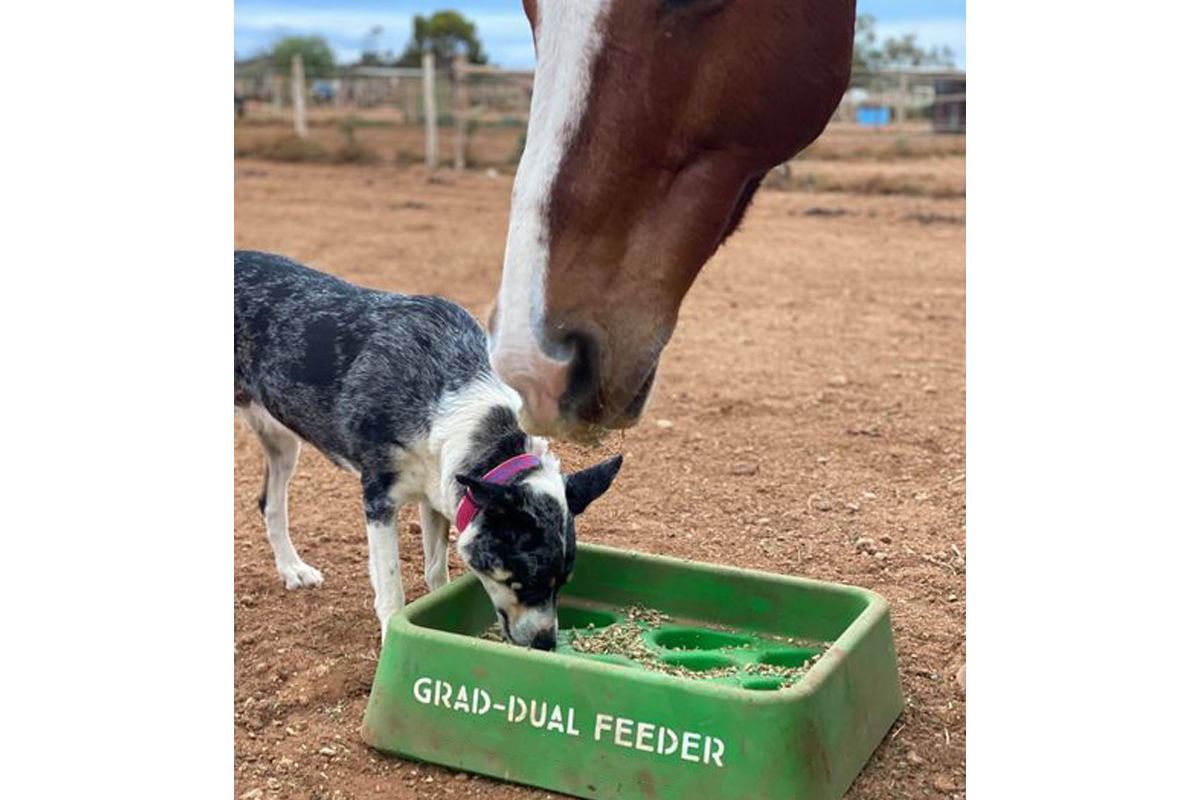 Grad-Dual Feeder – GutzBusta® Slow Feed Hay Nets