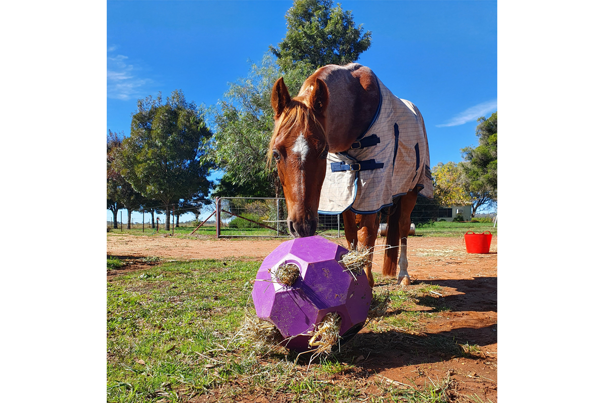 Hay Play Balls – GutzBusta® Slow Feed Hay Nets