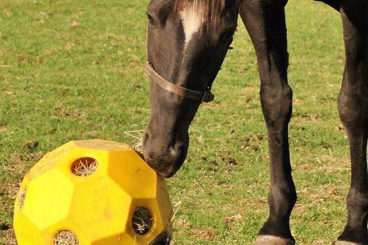 Hay Play Balls – GutzBusta® Slow Feed Hay Nets