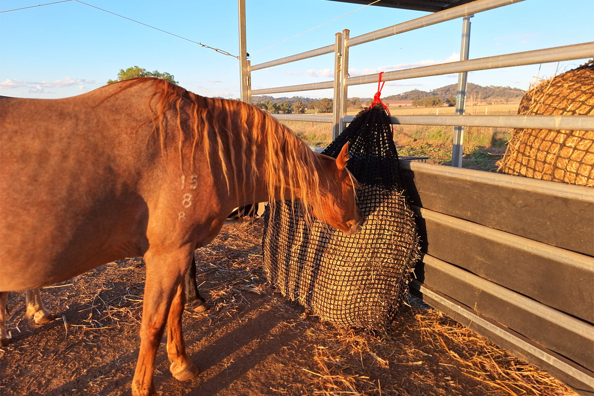 Knotless Hay Nets - Extra Large – GutzBusta® Slow Feed Hay Nets