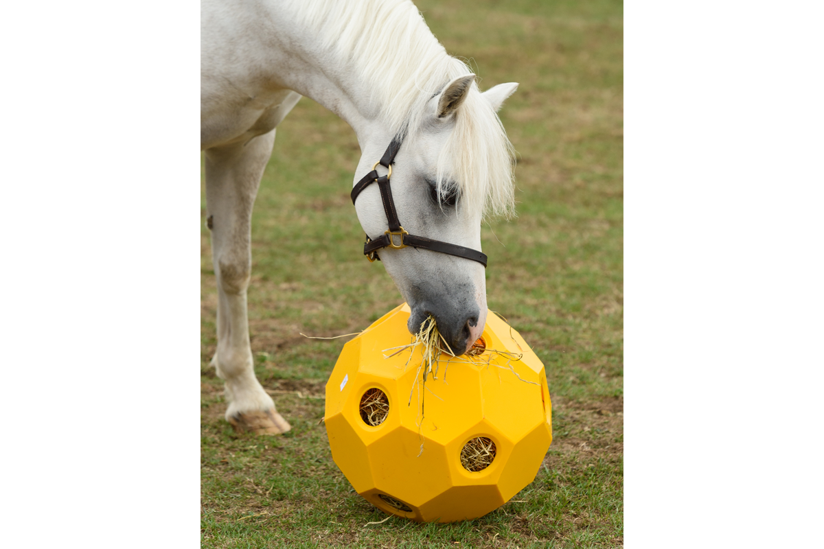 Hay Play Balls – GutzBusta® Slow Feed Hay Nets
