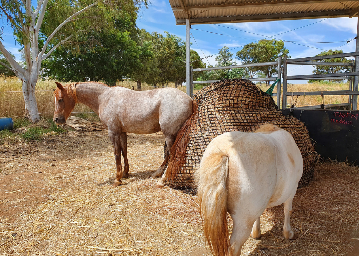 Knotless Hay Nets - 5'x4' Round Bale – GutzBusta® Slow Feed Hay Nets